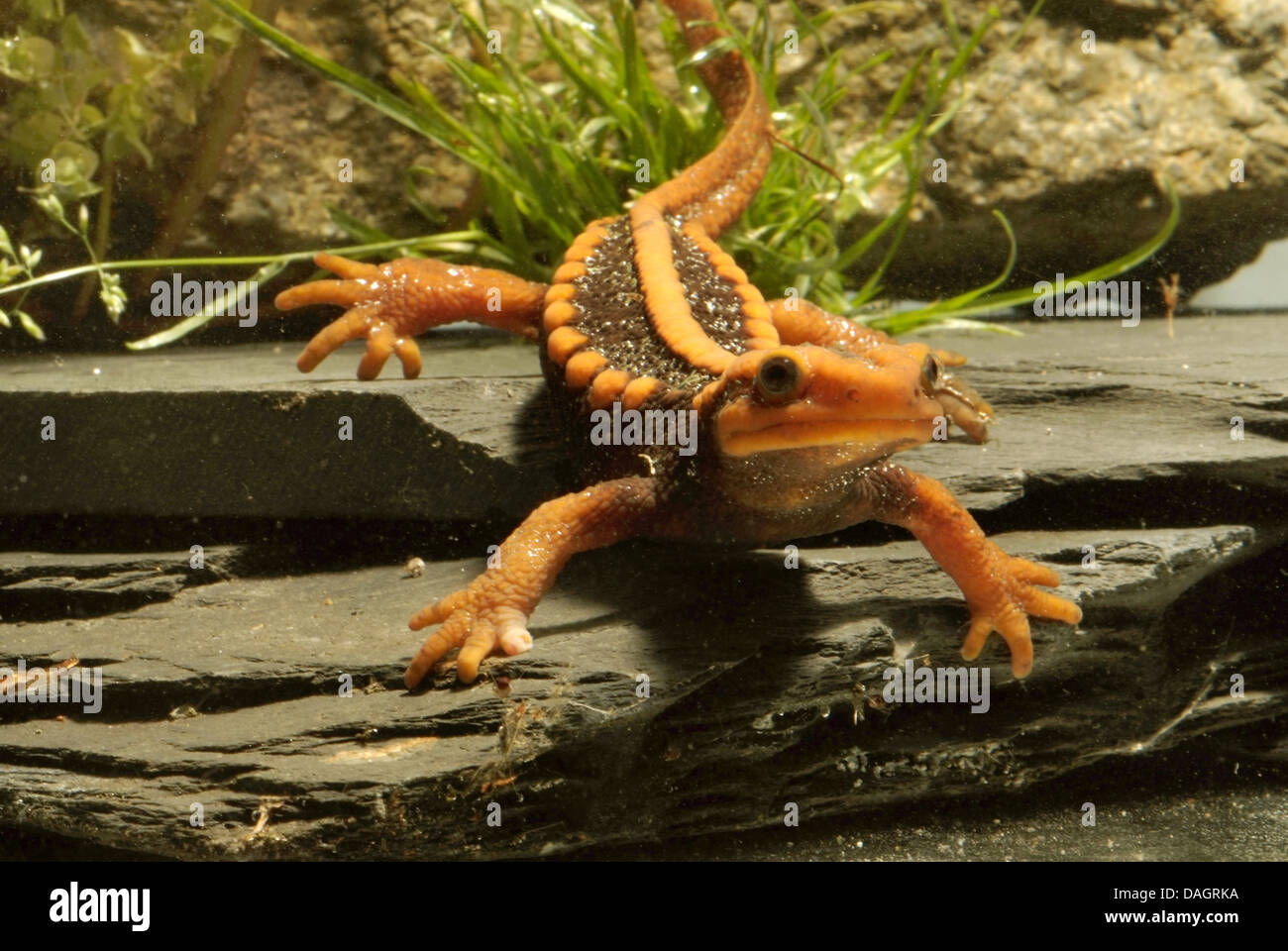 Mandarin newt hi-res stock photography and images - Alamy