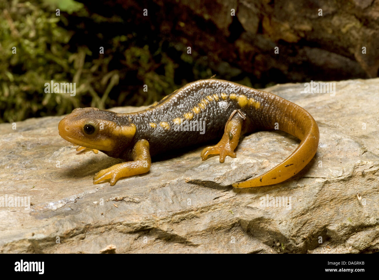 Himalayan Newt (Tylototriton verrucosus), on a stone Stock Photo - Alamy