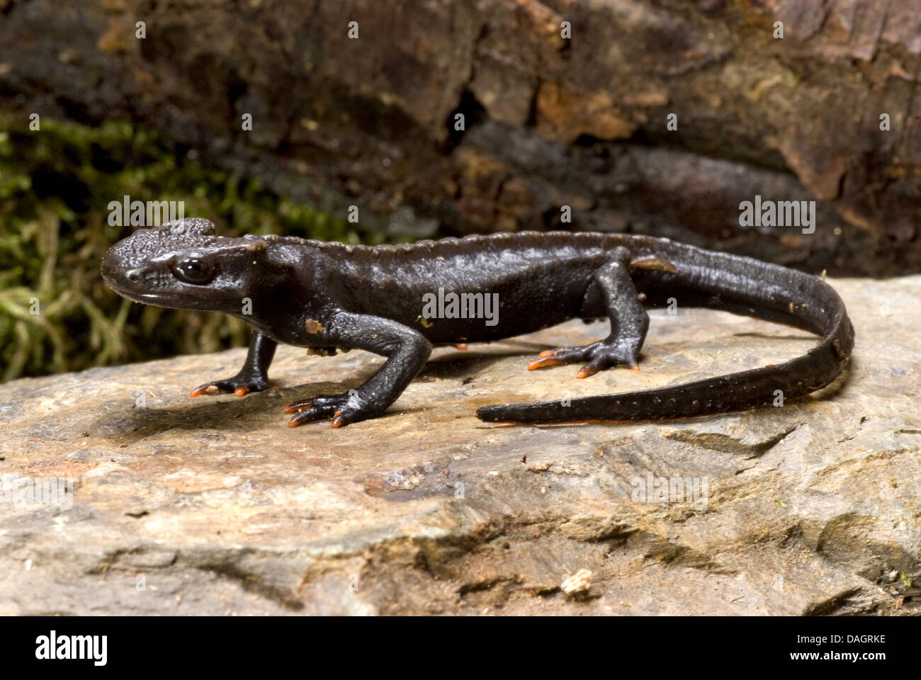 Black Knobby Newt