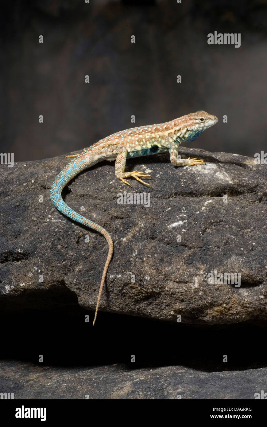 Side-blotched lizard, Common Side-blotched Lizard (Uta stansburiana ...