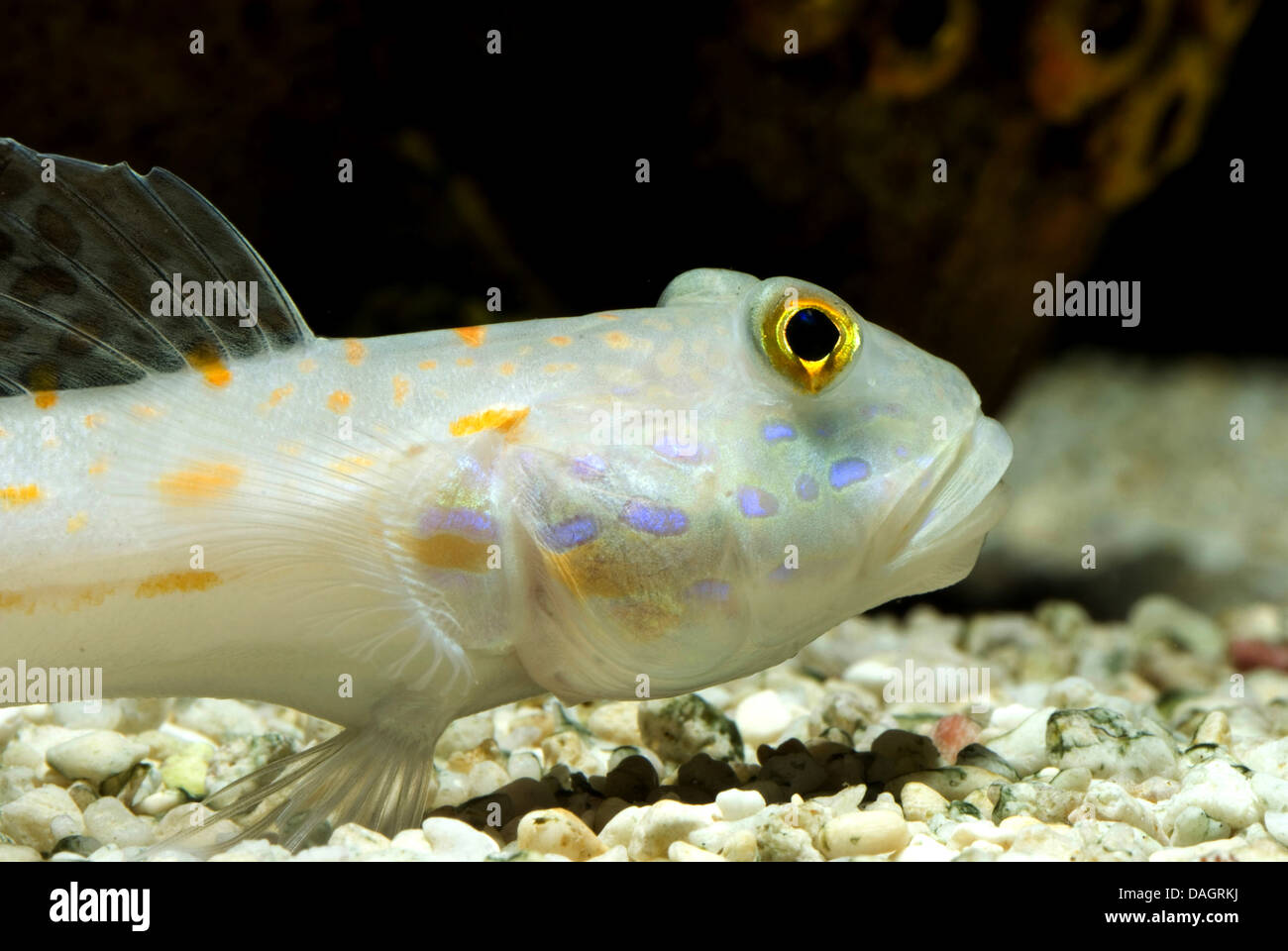 Maiden goby (Valenciennea puellaris), portrait Stock Photo - Alamy