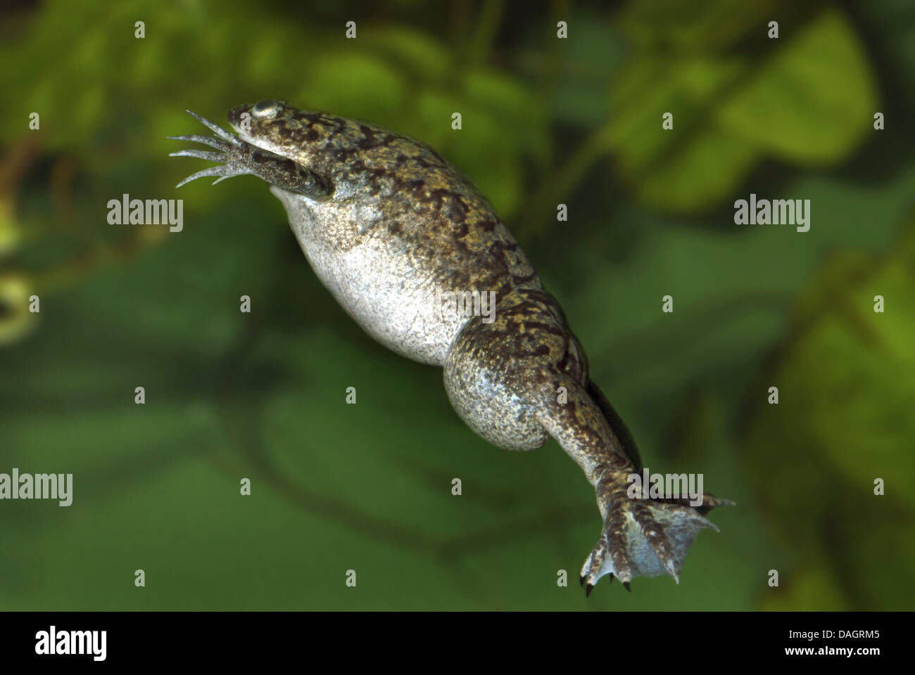 African clawed frog hi-res stock photography and images - Alamy