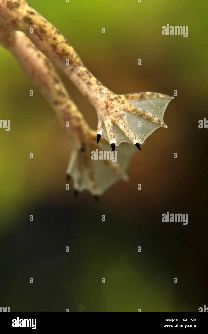 Western clawed frog (Xenopus tropicalis), detail legs Stock Photo - Alamy