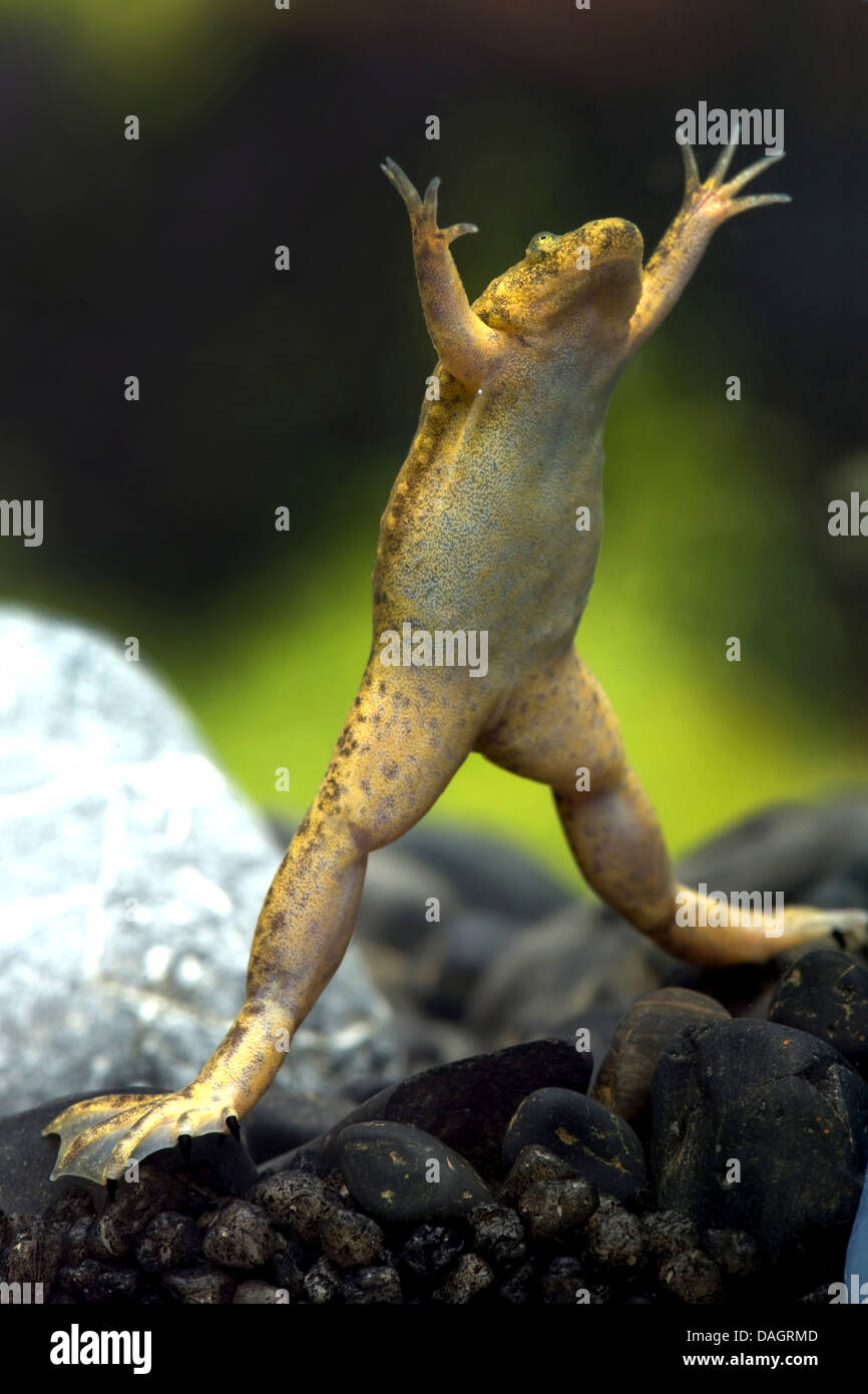 Western clawed frog (Xenopus tropicalis), swimming Stock Photo - Alamy