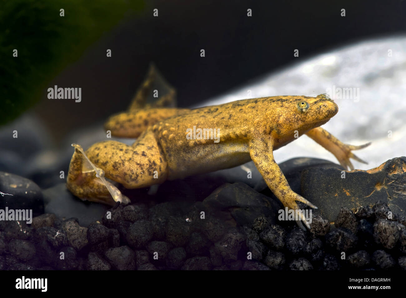Western clawed frog (Xenopus tropicalis), swimming Stock Photo - Alamy