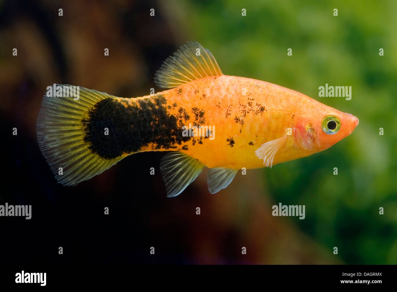 southern platyfish (Xiphophorus maculatus), breed Pepper & Salt Red ...