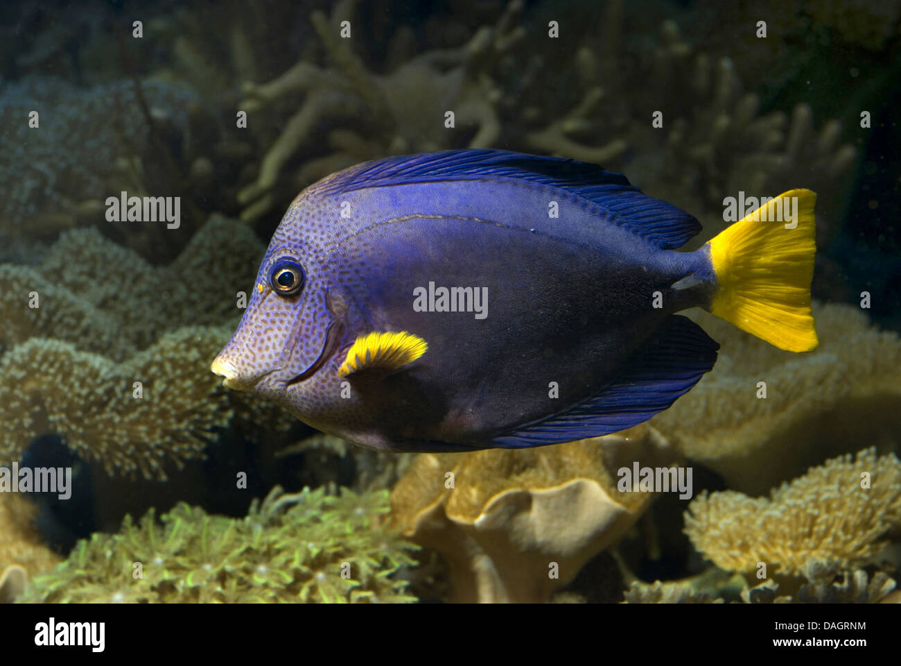 Yellowtail tang (Zebrasoma xanthurus), swimming Stock Photo - Alamy