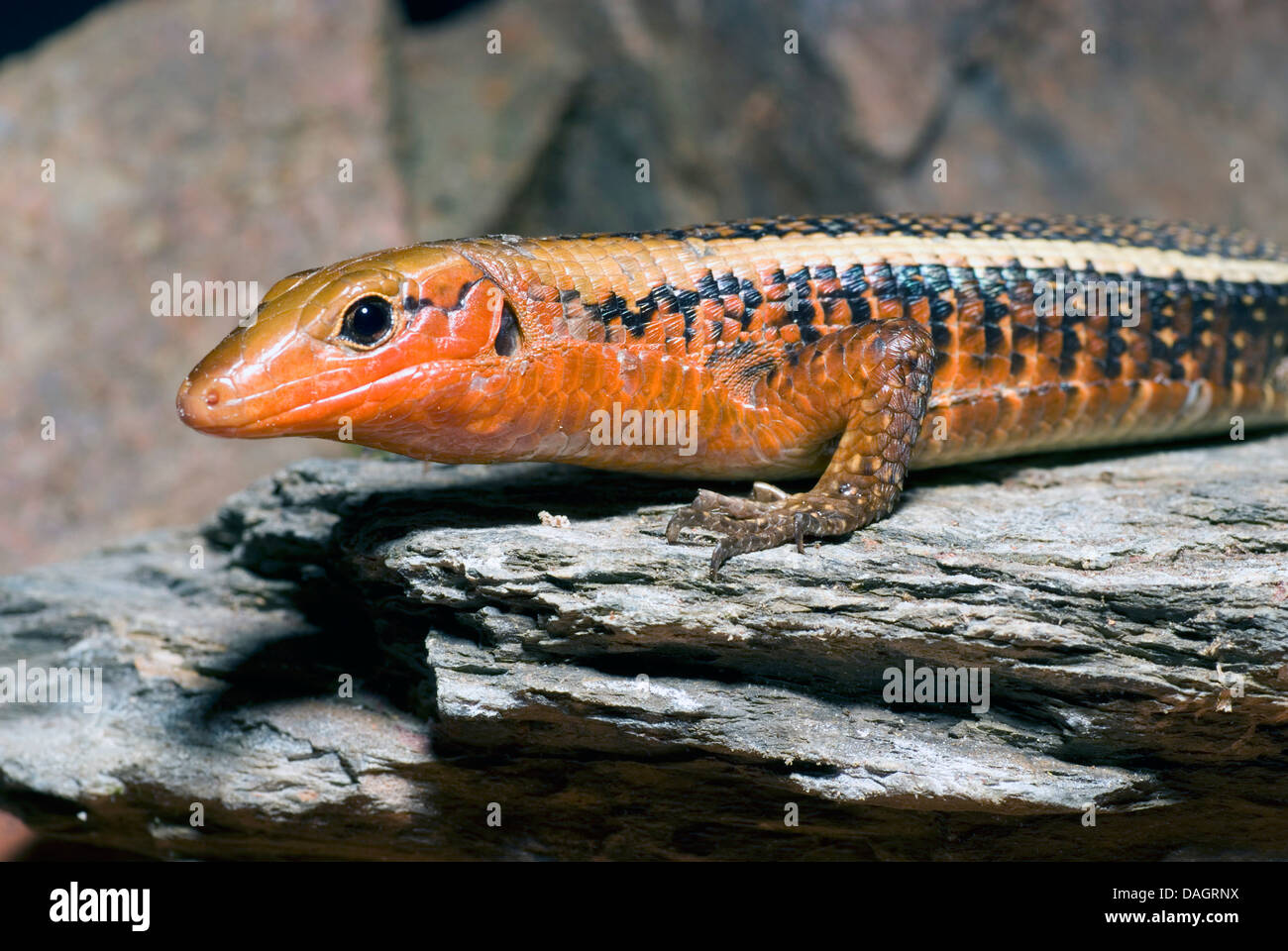 Western girdled lizard (Zonosaurus laticaudatus), portrait Stock Photo ...