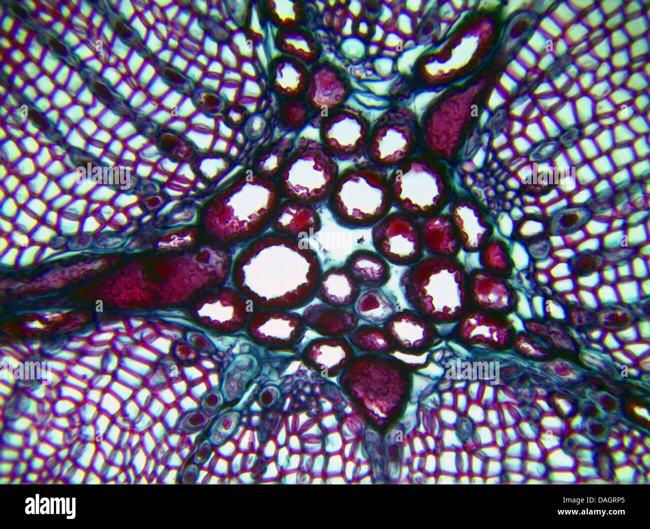 Xylem phloem tissues hi-res stock photography and images - Alamy