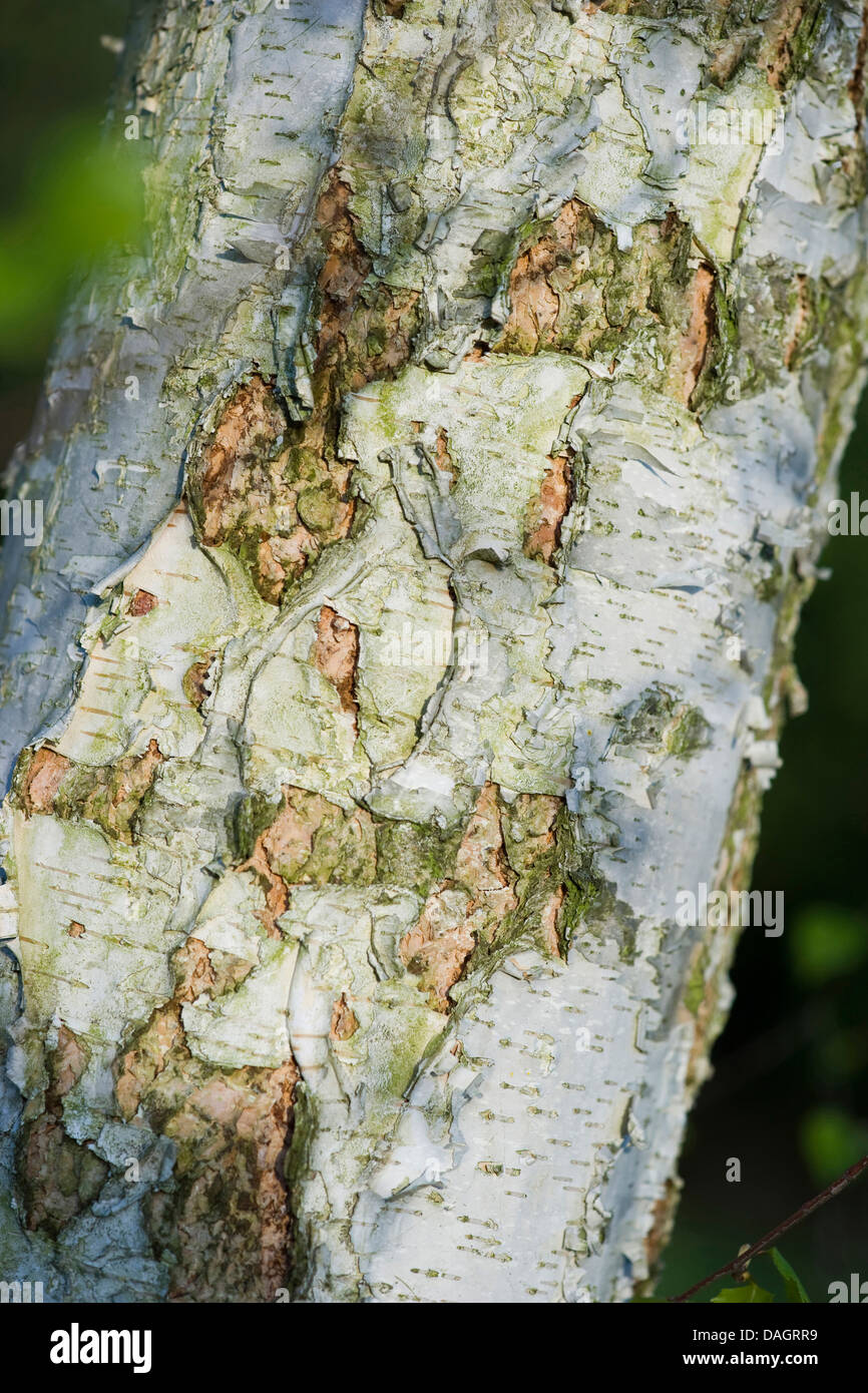 Downy birch betula pubescens bark hi-res stock photography and images ...
