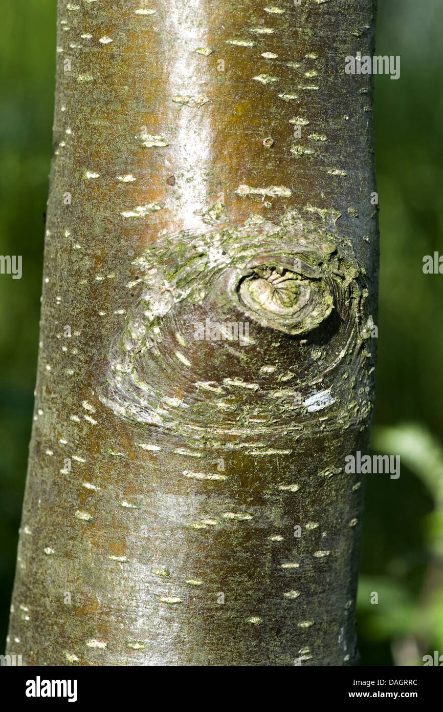 European mountain-ash, rowan tree (Sorbus aucuparia), bark, Germany ...