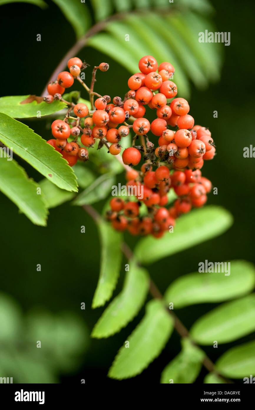 European mountain-ash, rowan tree (Sorbus aucuparia), twig with ripe ...