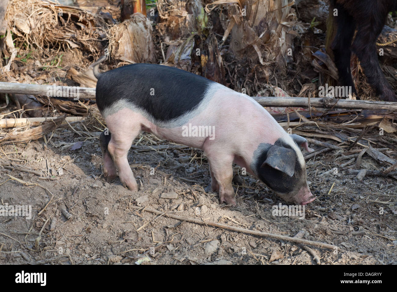 Sun burn susceptable hi-res stock photography and images - Alamy