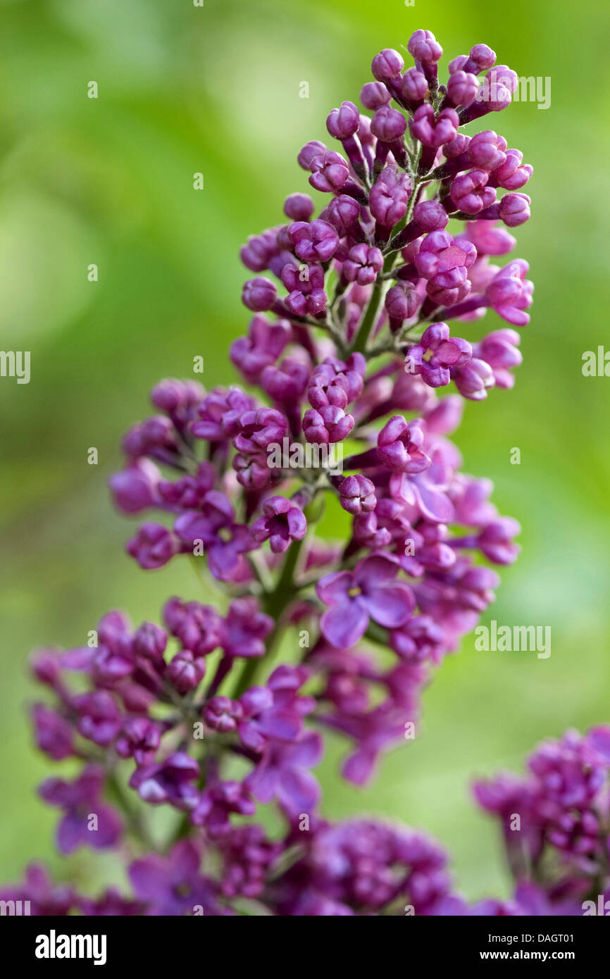 Syringa vulgaris buds hi-res stock photography and images - Alamy