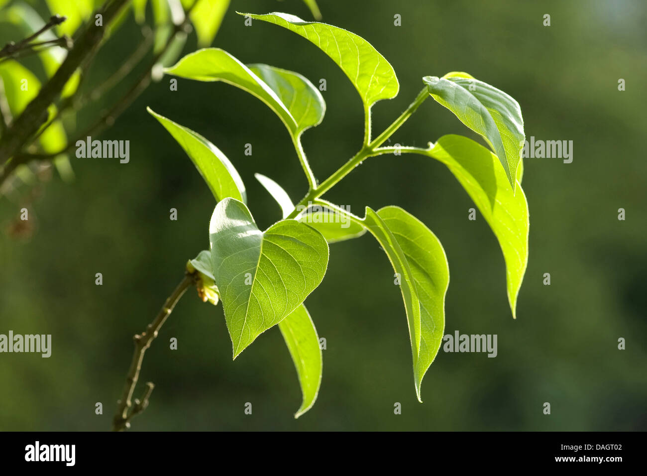Syringa syringa vulgaris hi-res stock photography and images - Alamy