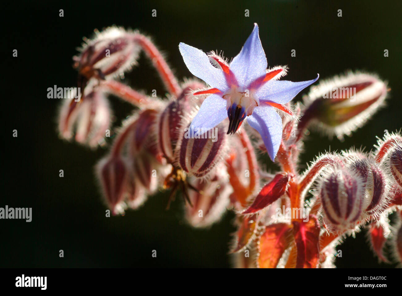 common borage (Borago officinalis), flower and flower buds Stock Photo ...