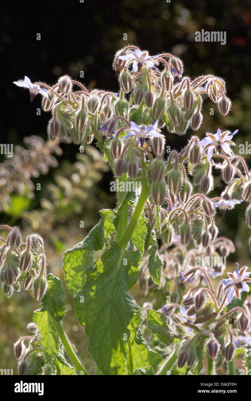 common borage (Borago officinalis), with flowers and buds Stock Photo ...