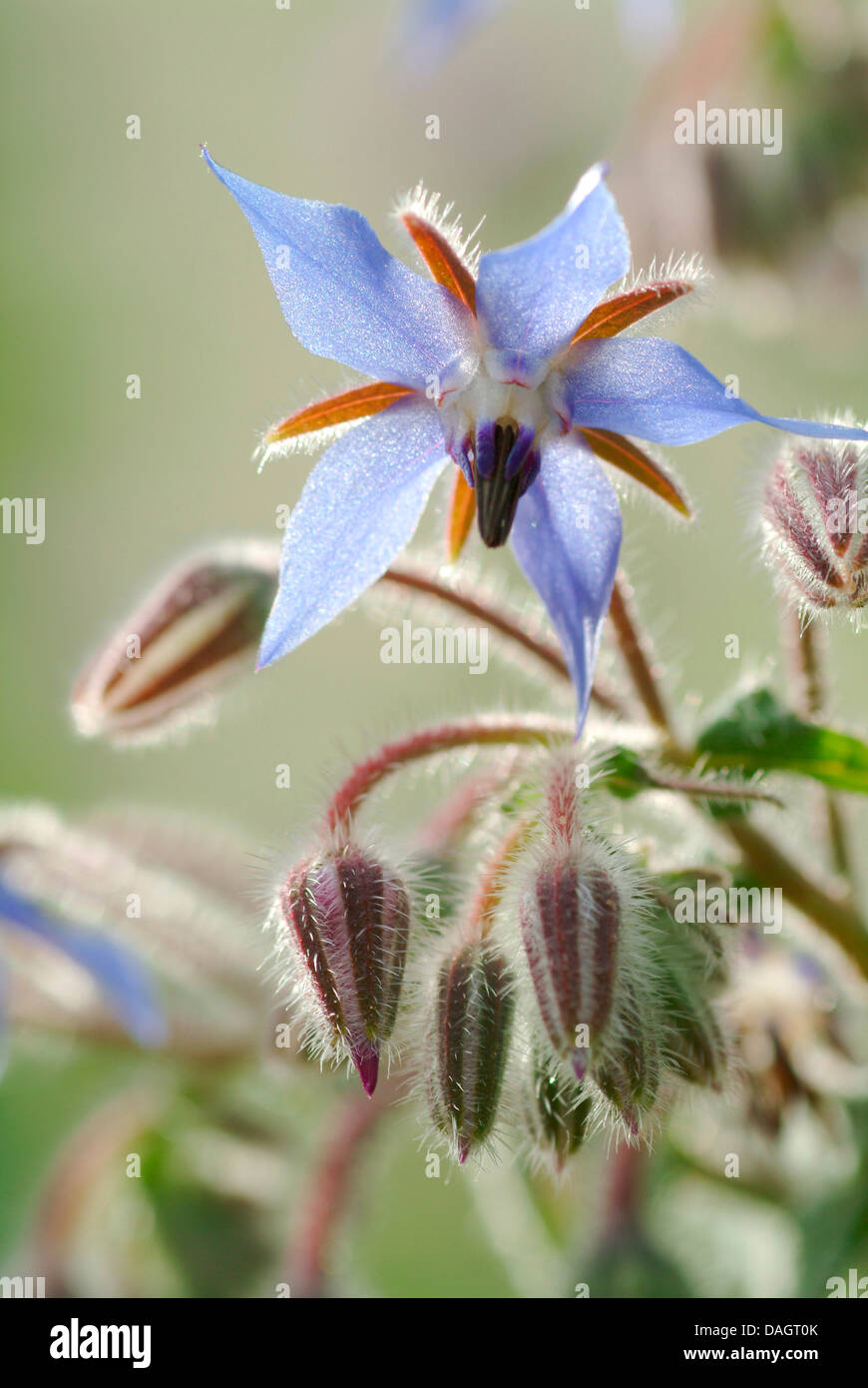 common borage (Borago officinalis), flower and flower buds Stock Photo ...