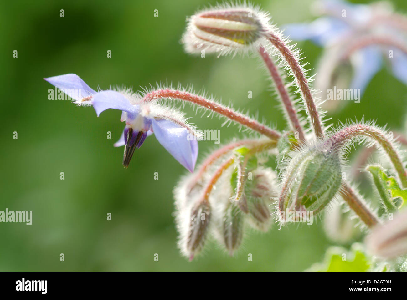 common borage (Borago officinalis), flower and flower buds Stock Photo ...