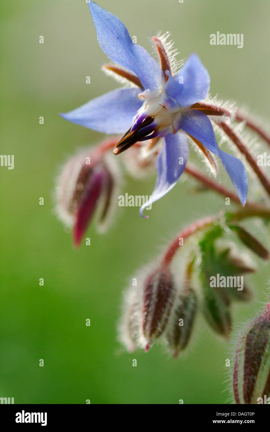 common borage (Borago officinalis), flower and flower buds Stock Photo ...