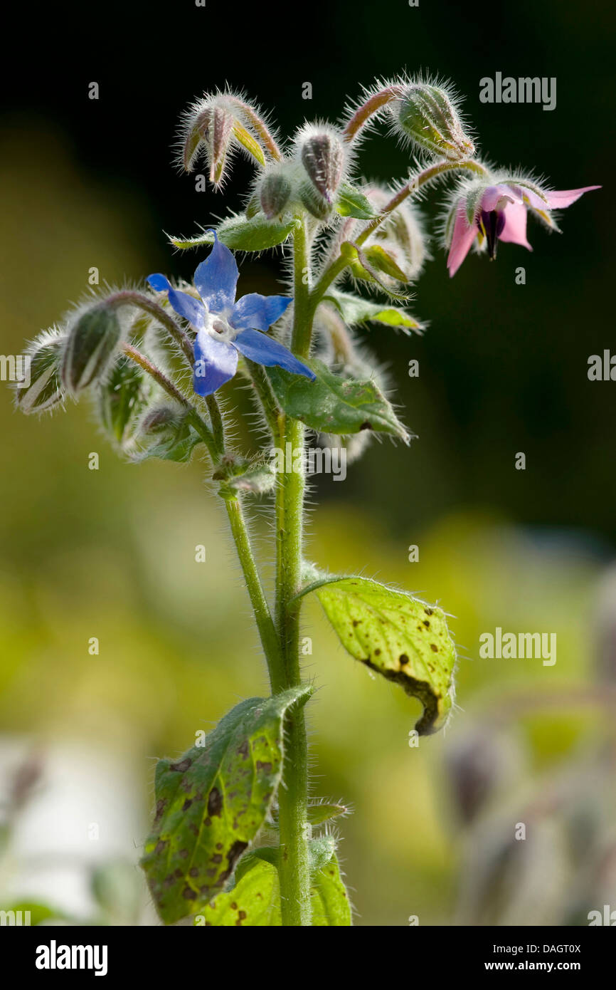 Common borage borago officinalis hi-res stock photography and images ...