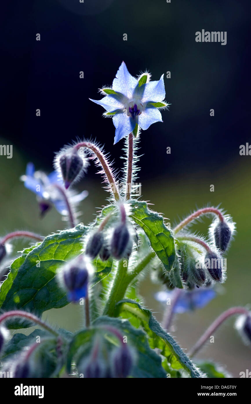 common borage (Borago officinalis), flower and flower buds in backlight ...