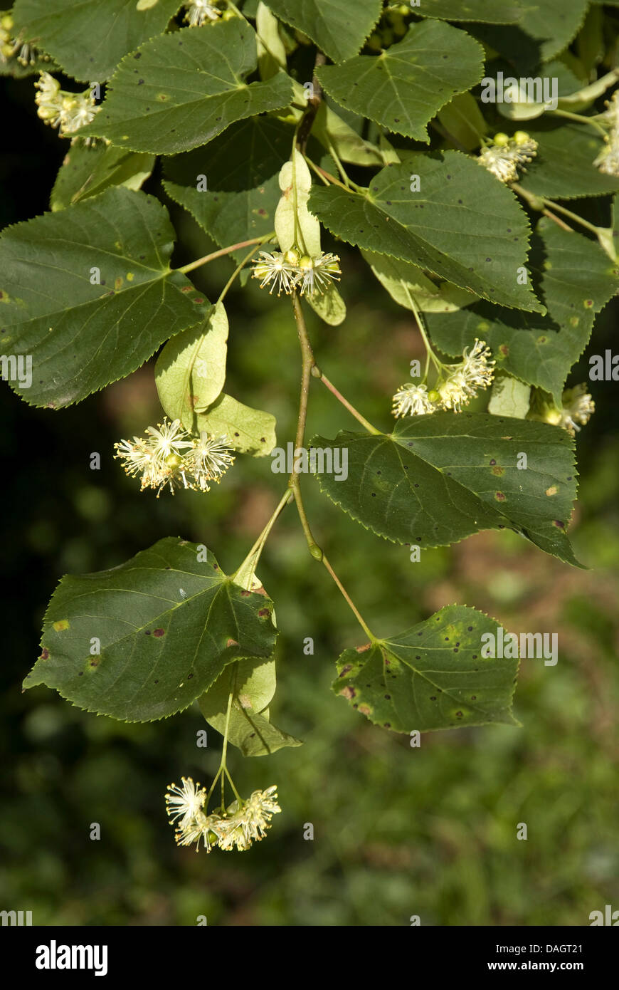 small-leaved lime, littleleaf linden, little-leaf linden (Tilia cordata ...