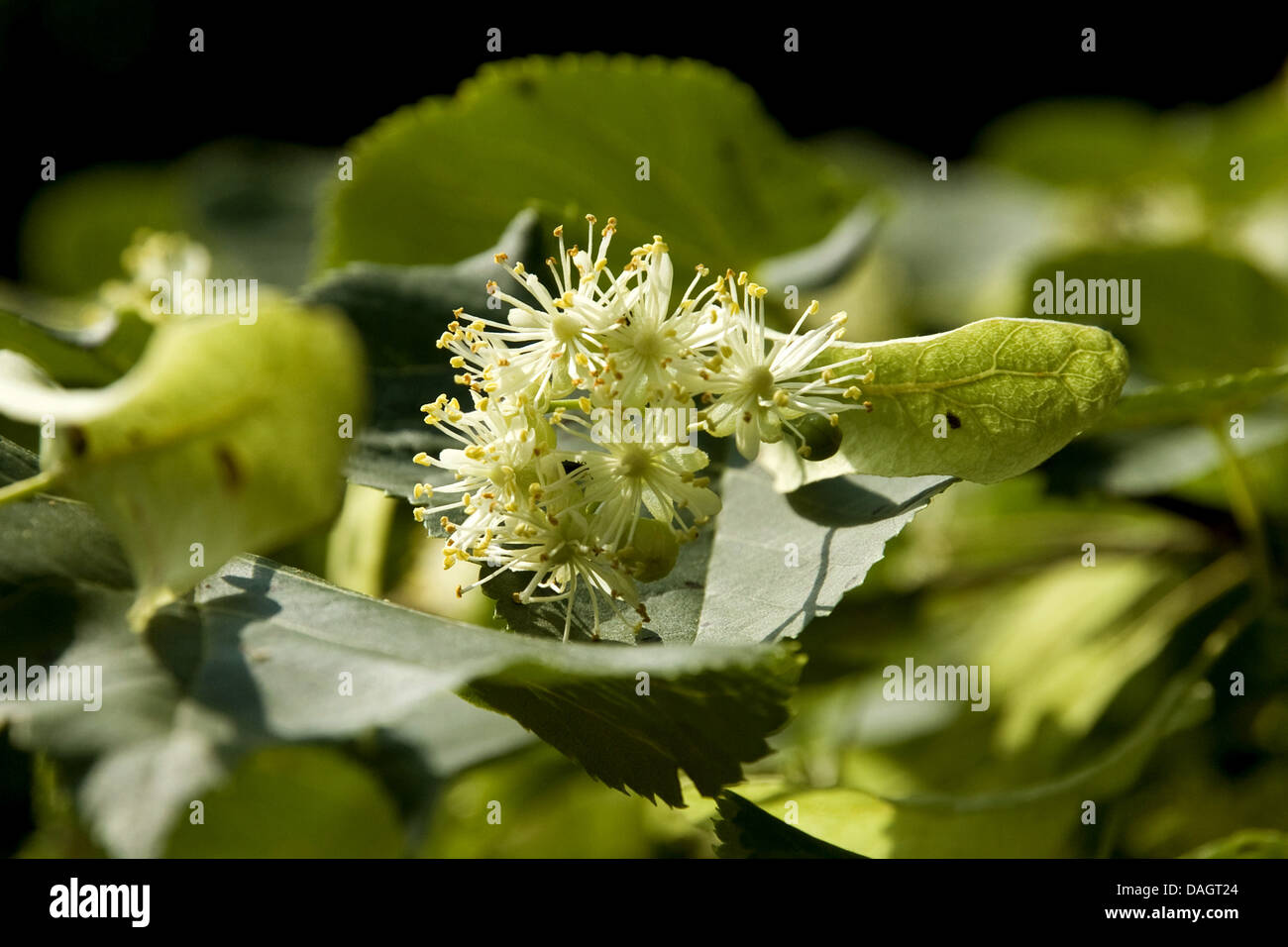 Little leaf linden hi-res stock photography and images - Alamy
