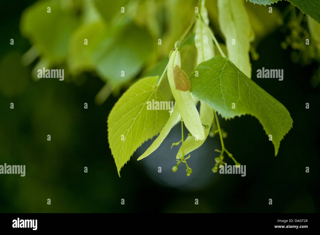 large-leaved lime, lime tree (Tilia platyphyllos), twig with young ...