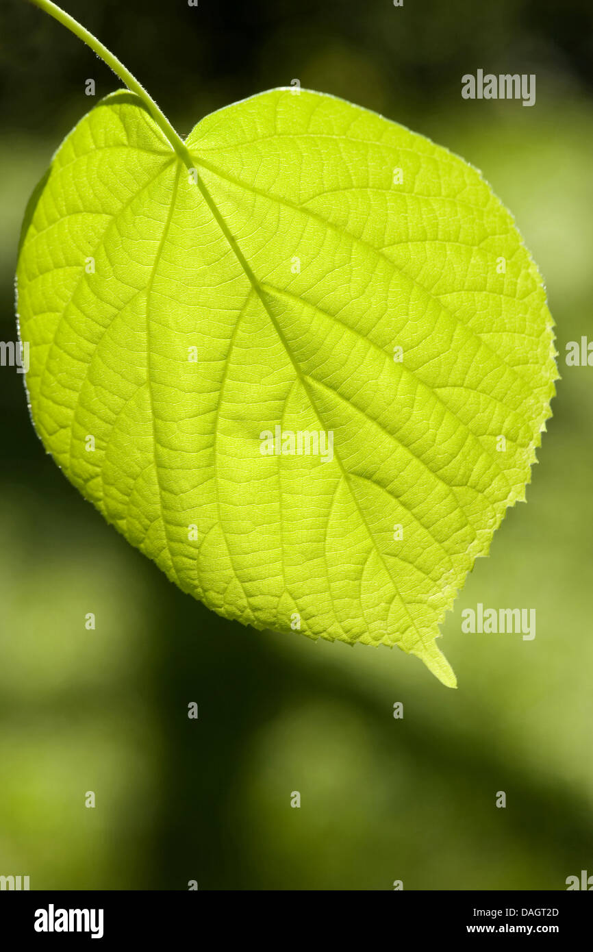 large-leaved lime, lime tree (Tilia platyphyllos), leaf in backlight ...