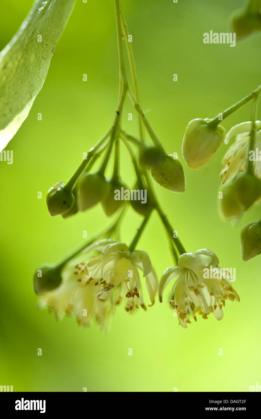 large-leaved lime, lime tree (Tilia platyphyllos), blossoms, Germany ...