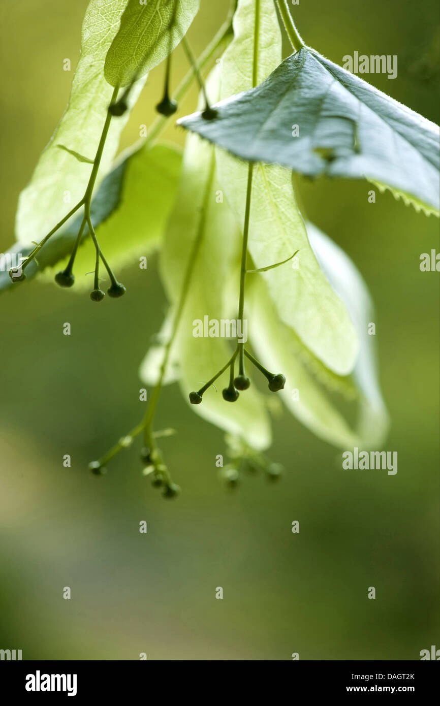 large-leaved lime, lime tree (Tilia platyphyllos), twig with young ...