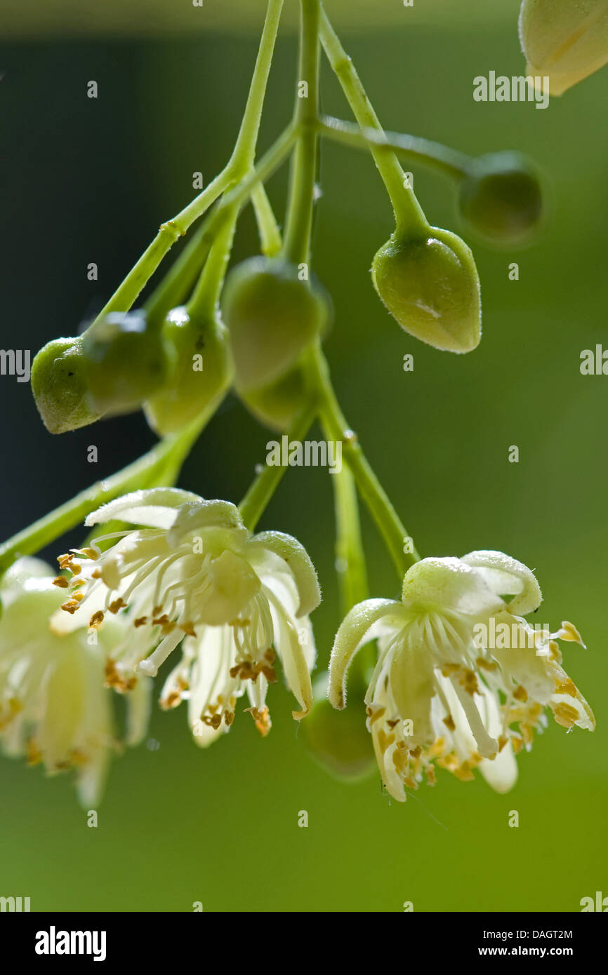 large-leaved lime, lime tree (Tilia platyphyllos), blossoms, Germany ...