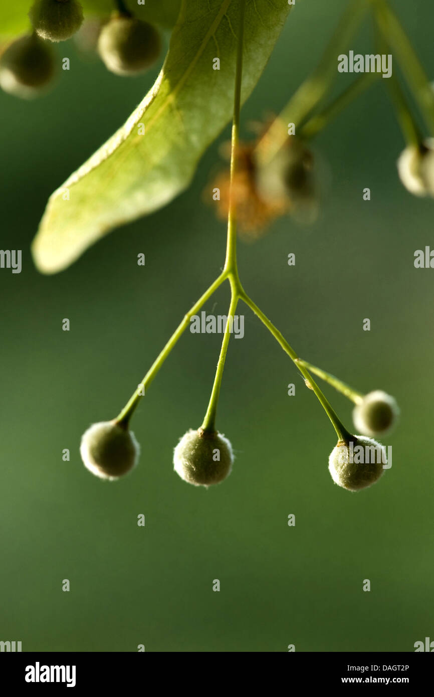 large-leaved lime, lime tree (Tilia platyphyllos), twig with fruits ...
