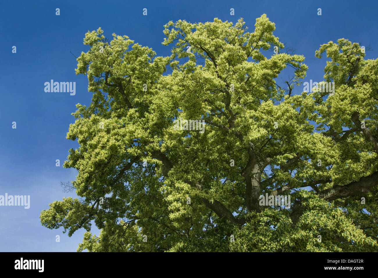 large-leaved lime, lime tree (Tilia platyphyllos), blooming, Germany ...