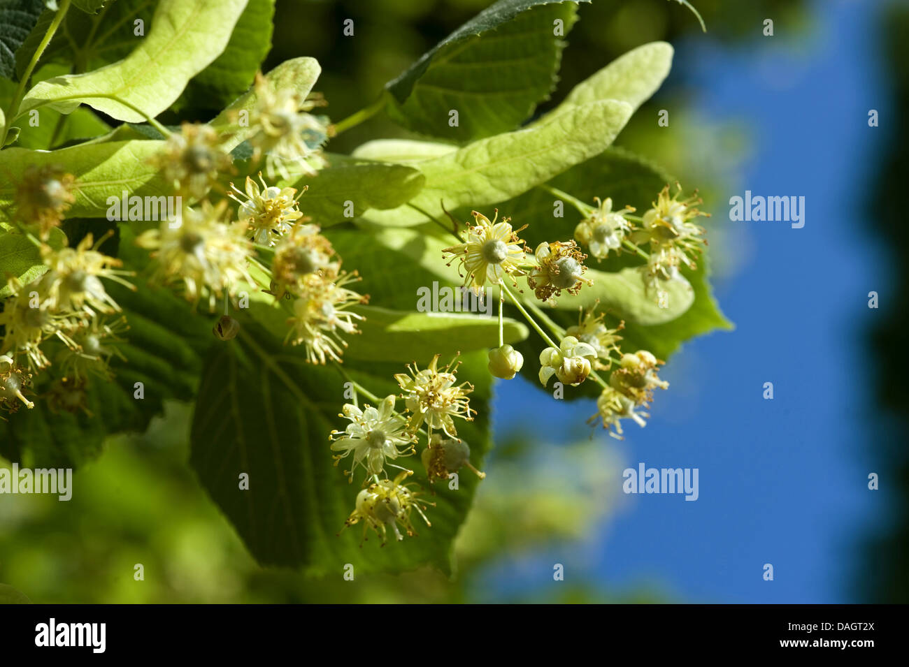 large-leaved lime, lime tree (Tilia platyphyllos), blooming twig ...