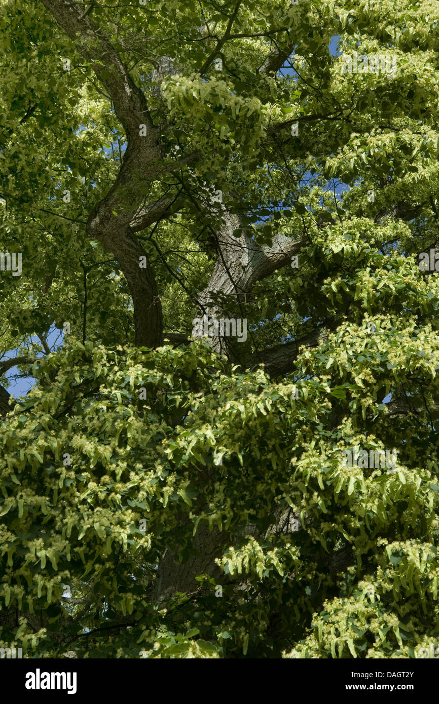 large-leaved lime, lime tree (Tilia platyphyllos), blooming, Germany ...