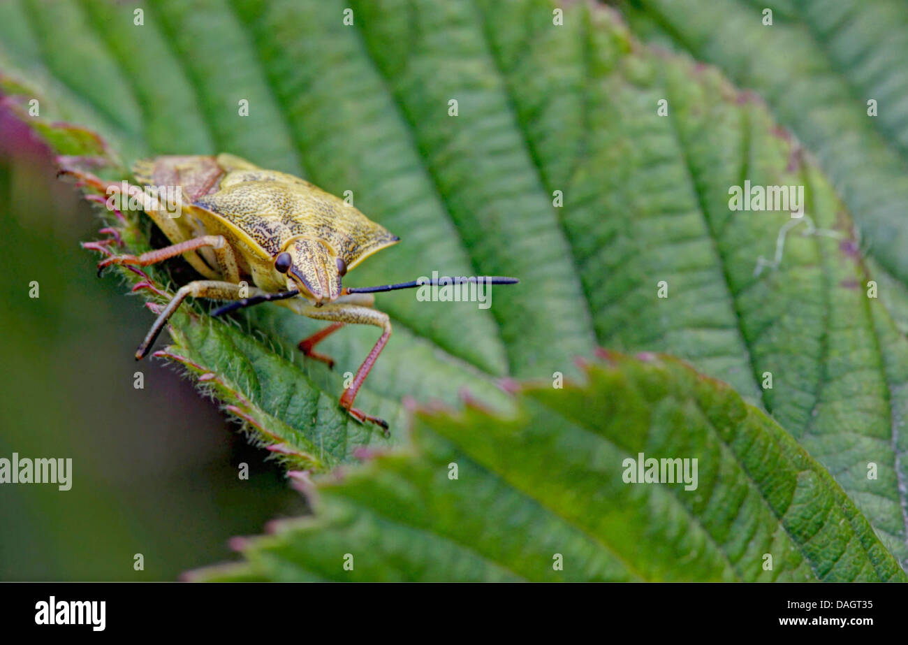 shield bug, stink bug (Pentatomidae), on a leaf, Germany, North Rhine ...