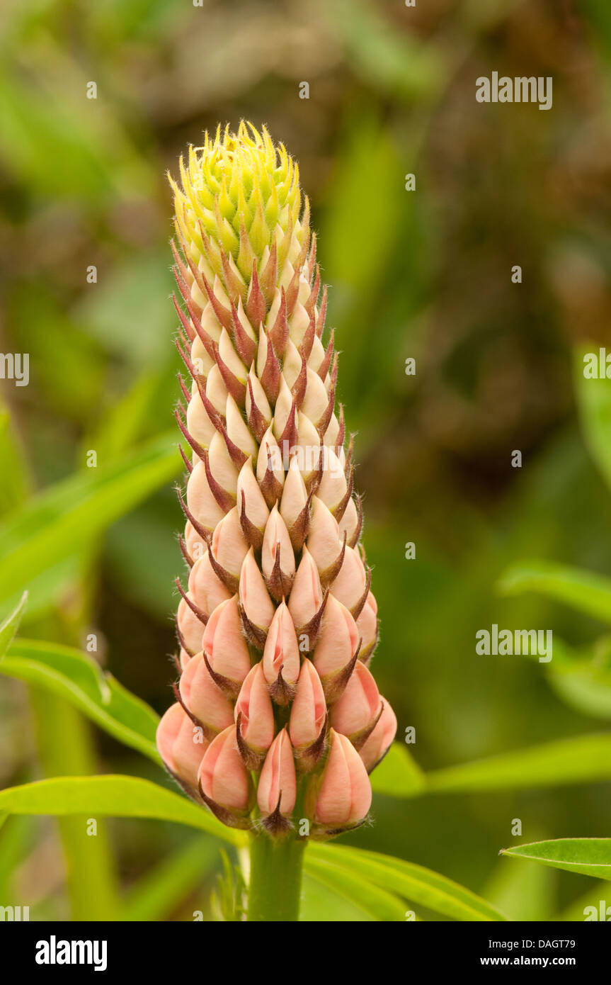 Lupin flower spike hi-res stock photography and images - Alamy