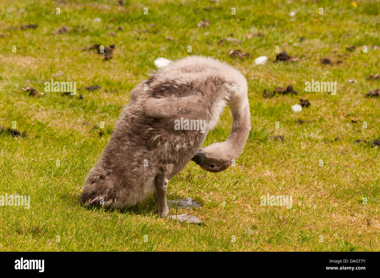 Mute swan Cygnet preening Stock Photo - Alamy
