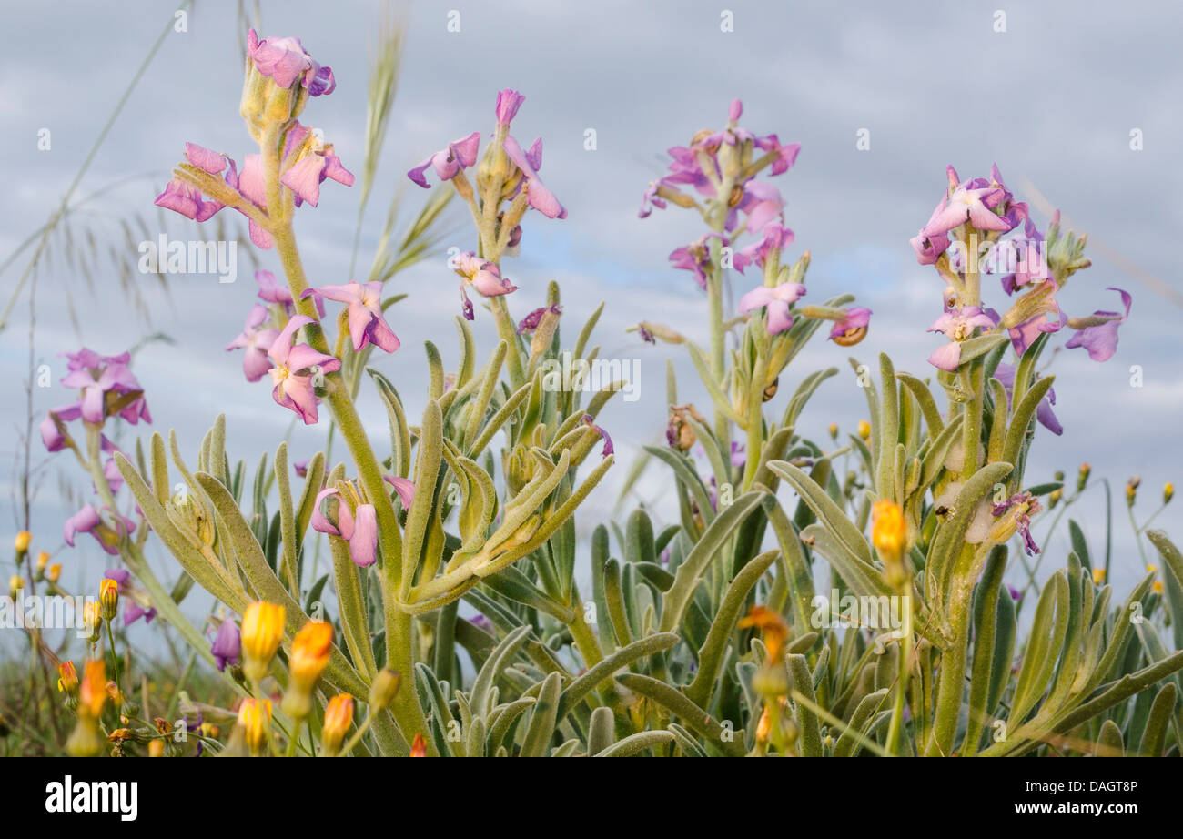 Matthiola sinuata hi-res stock photography and images - Alamy
