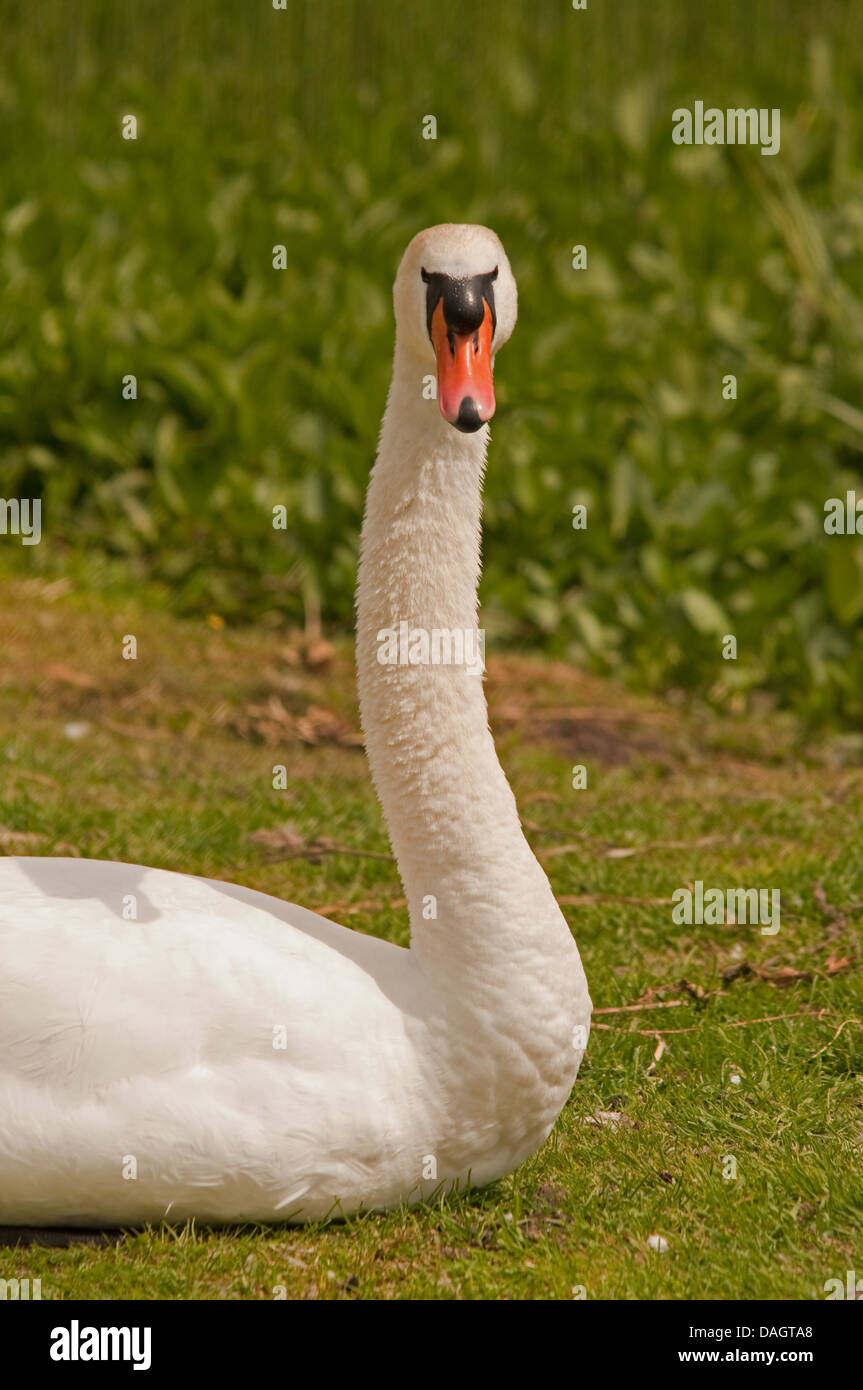Mute Swan looking towards camera Stock Photo - Alamy