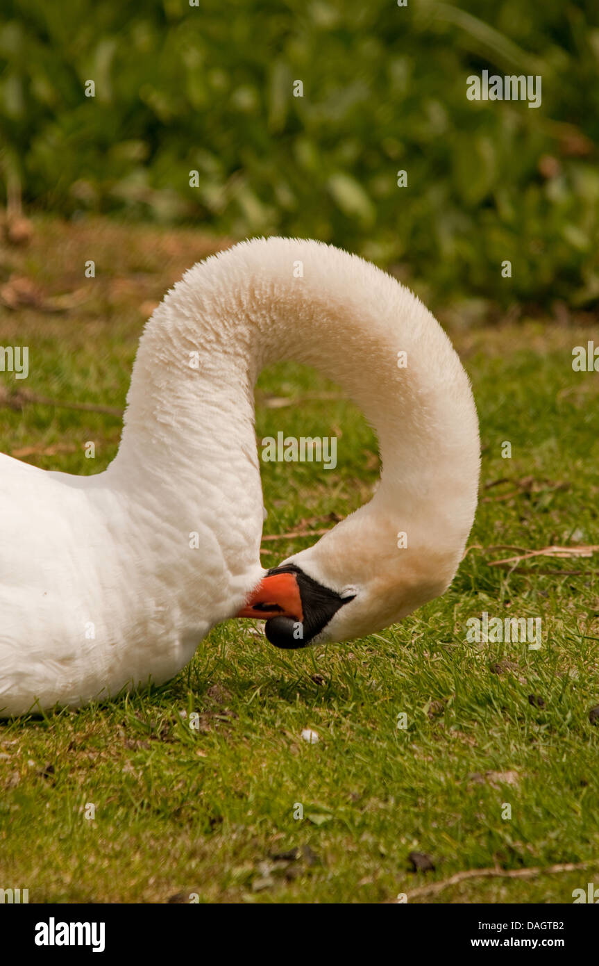 Mute Swan preening Stock Photo - Alamy