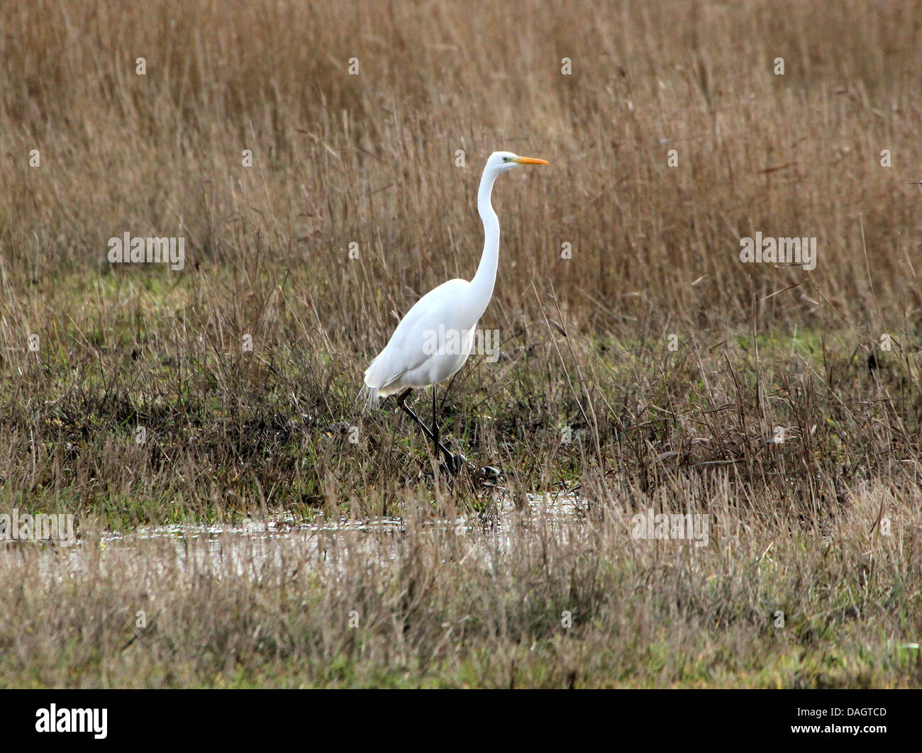 Detailed close-up of a Great White Egret (Ardea Alba) hunting for fish ...