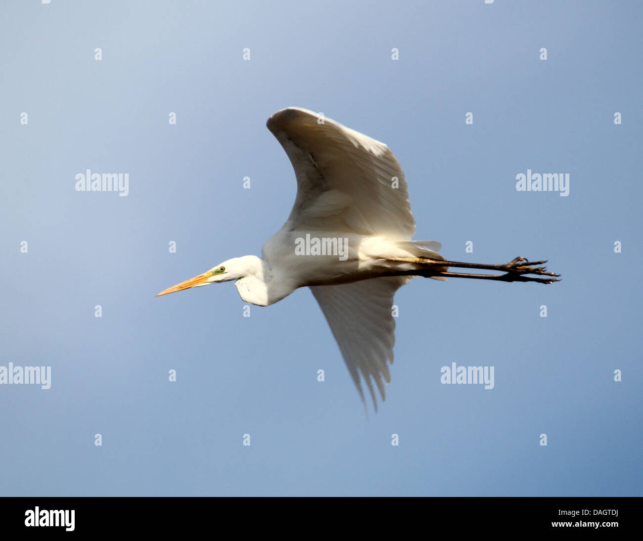 Ardea alba images hi-res stock photography and images - Alamy