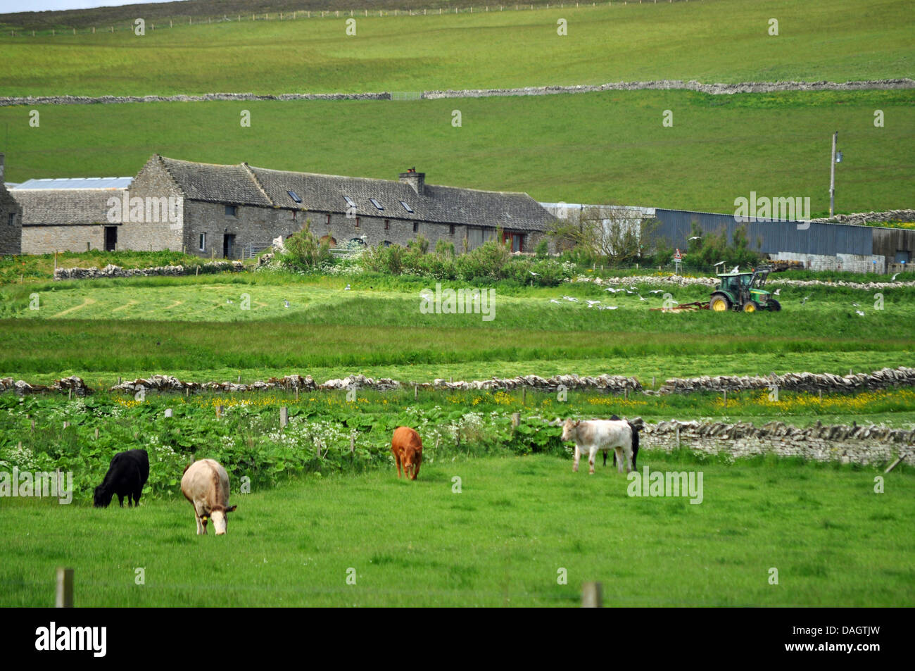 Agricultural scene in the Orkney Islands Stock Photo - Alamy
