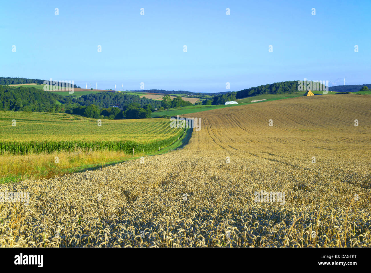 corn fields in hilly landscape, Germany, North Rhine-Westphalia, Hohe ...