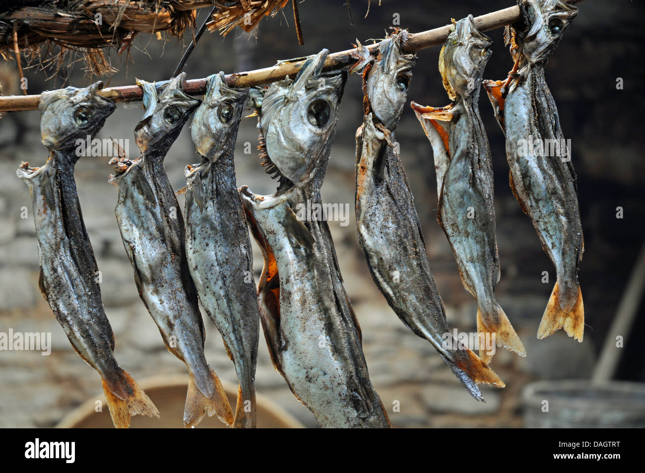 Fish smoking over a peat fire at a museum on the Orkney Islands Stock ...