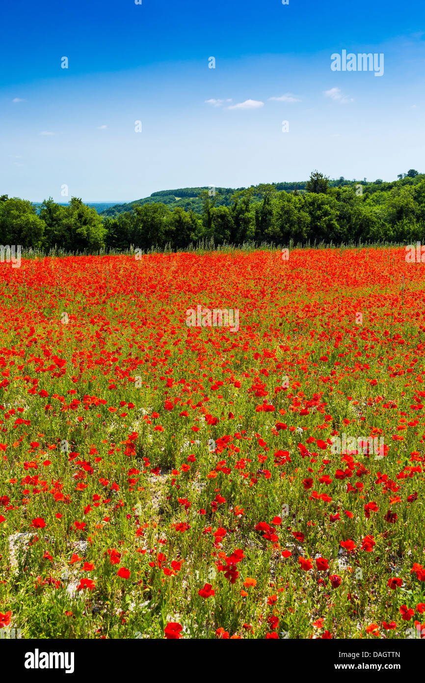 Poppy Field South Downs National Park West Sussex England Stock Photo ...