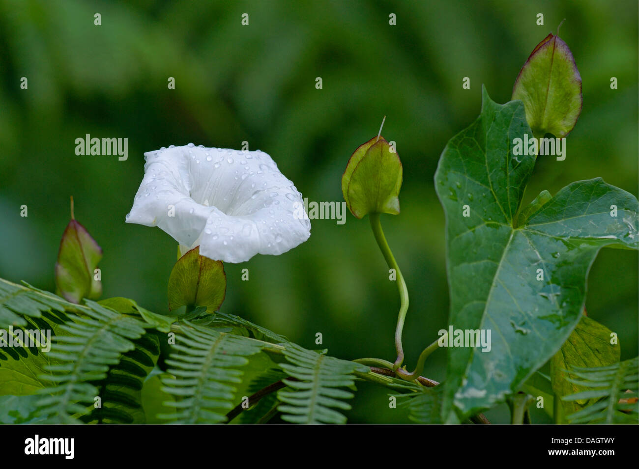 Hedge false bindweed calystegia sepium hi-res stock photography and ...